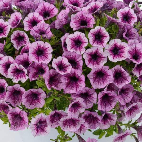 littletunia-pink-splash – The Flower Child