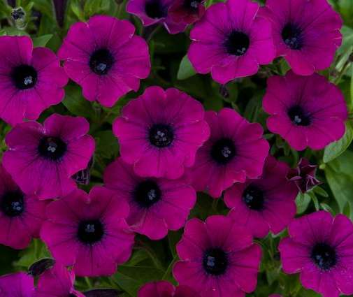 littletunia-shiraz – The Flower Child
