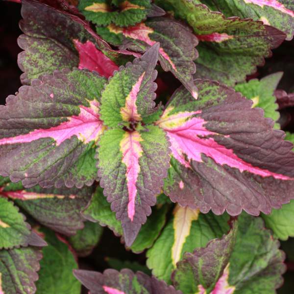 perilla-tricolor – The Flower Child