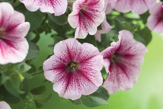 raspberry-ice – The Flower Child
